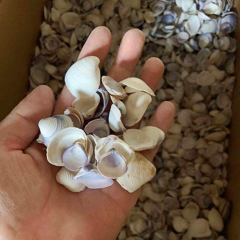 [USD 5.67] Blue small white shell natural scallop shell conch fish tank ...