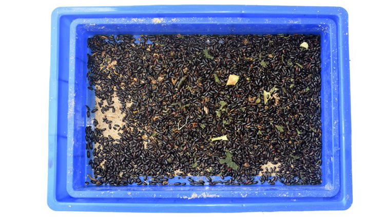 Купить Аксессуары для рептилии Мучные черви откладывают яйца коробка ...