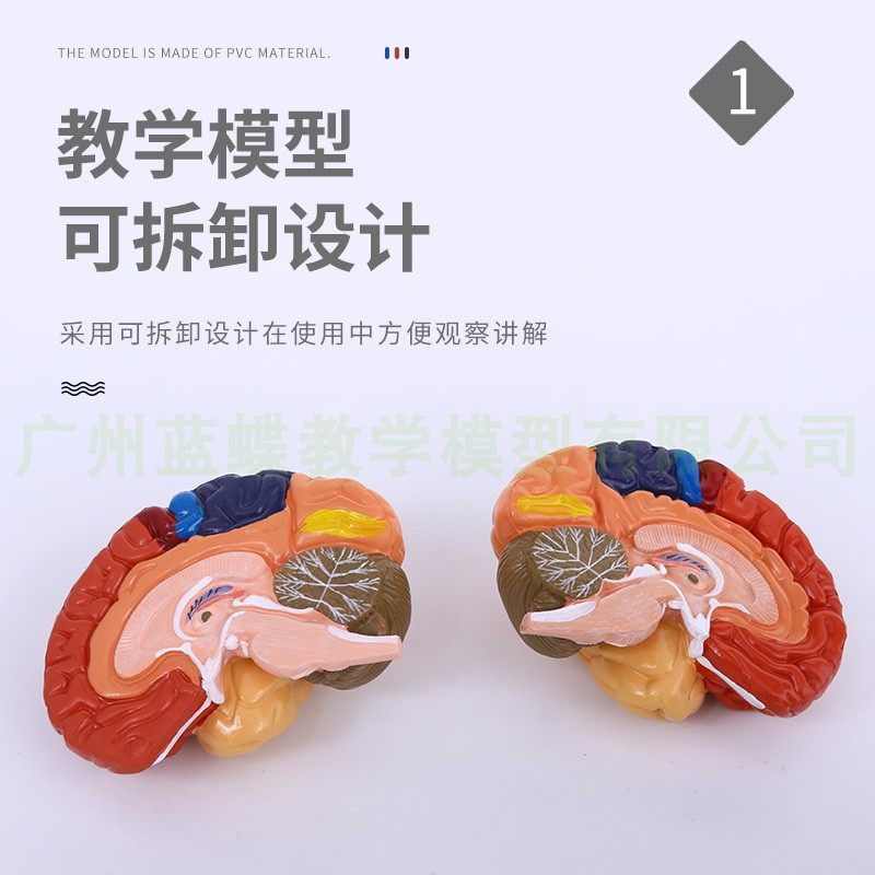 Medical Brain Model Brain Function Partition Cortex Partition Human ...