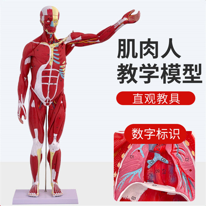 A must-have for anatomy enthusiasts! 80cm human muscle model allows you ...