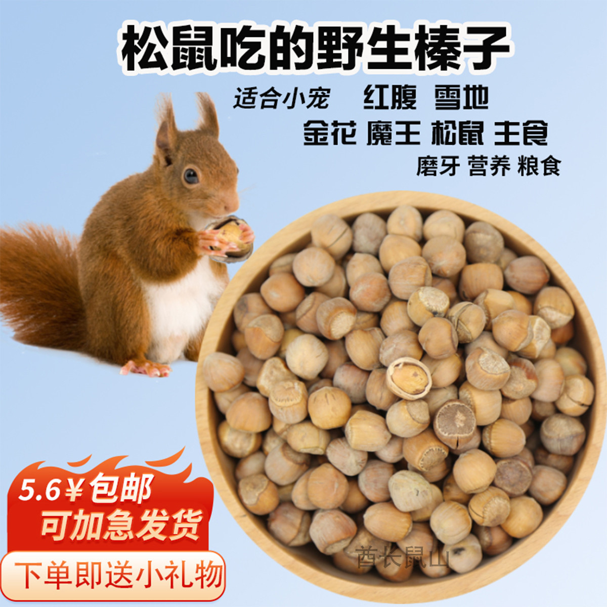 Squirrel food wild hazelnuts | 25 years of real-world testing: the ...