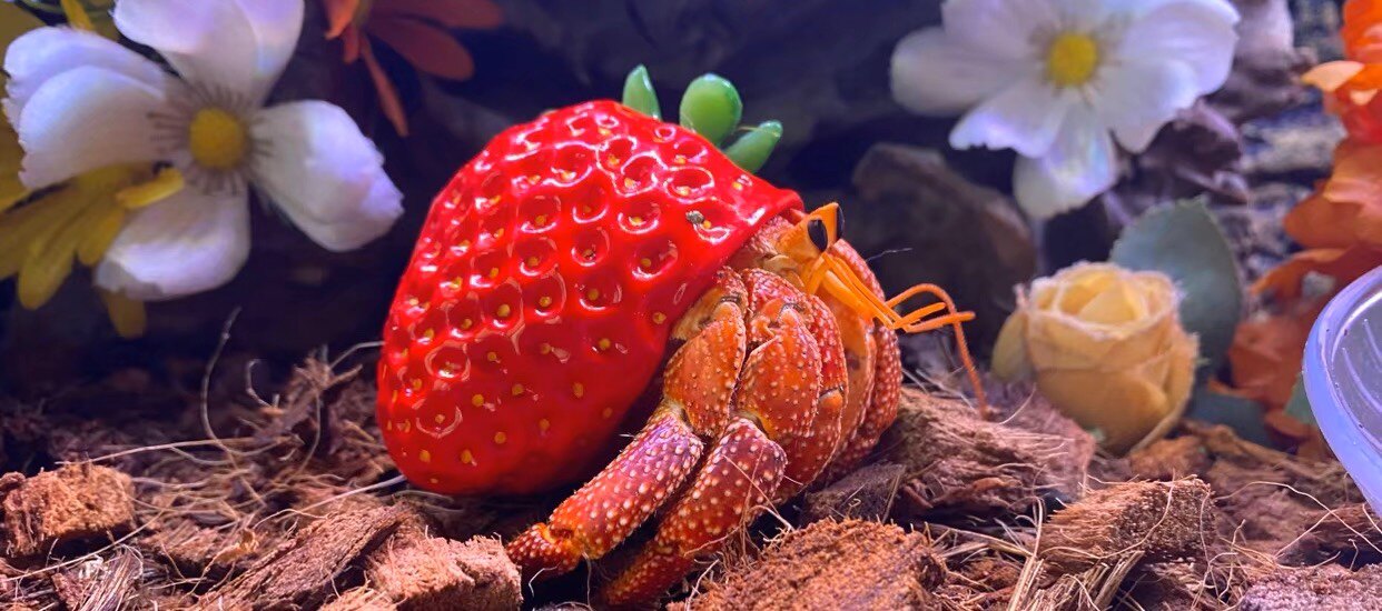 寄居蟹壳
