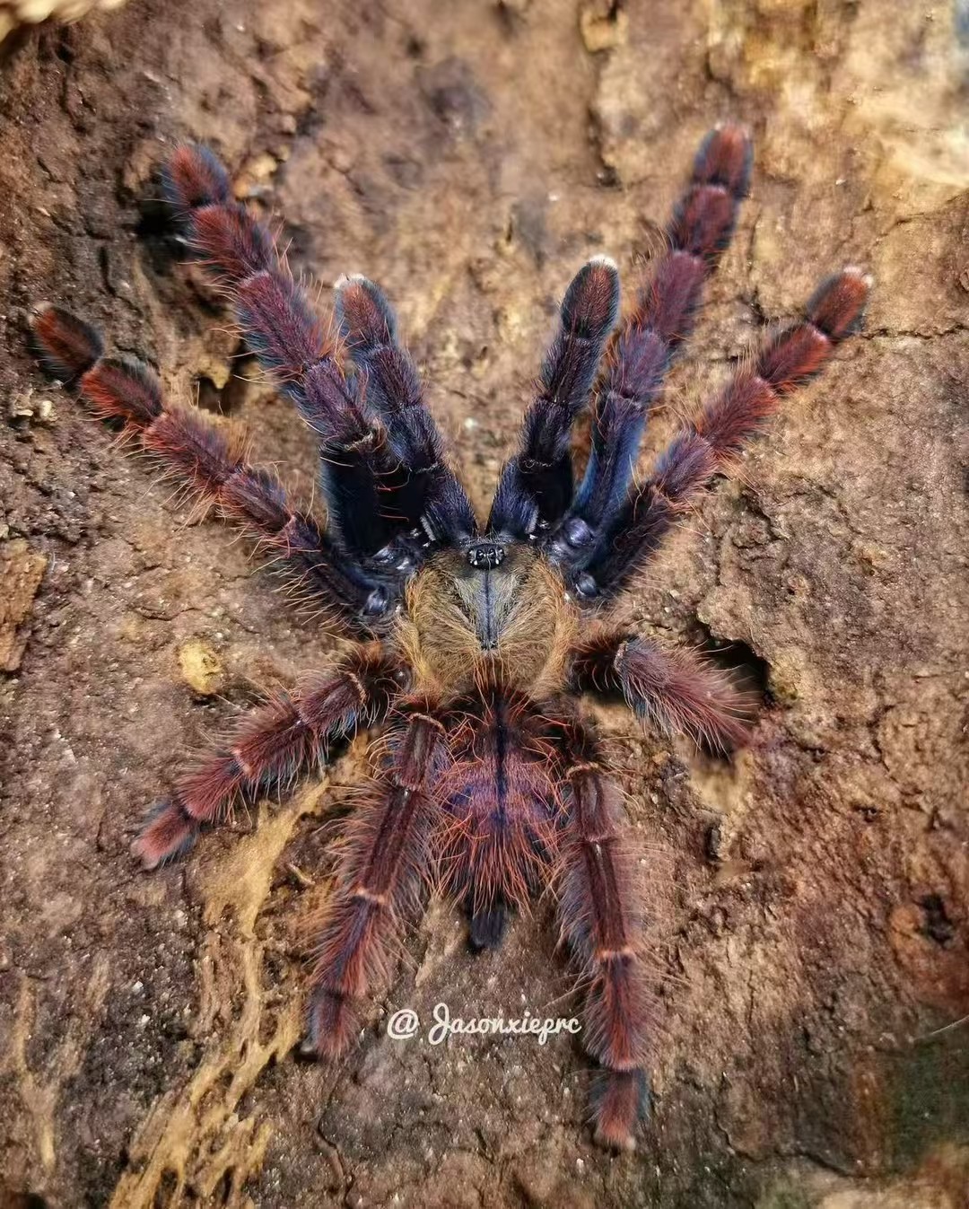 沙巴红树老虎蜘蛛大揭秘！Phormingochilus sp Sabah Red到底有多绝？🕷️🔥全网首篇深度测评来了！-蜘蛛-淘宝好物网