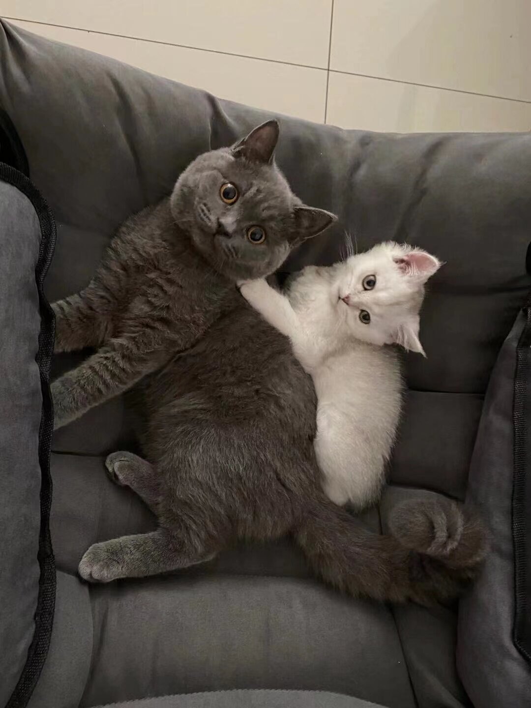 蓝猫小可乐美食研究所