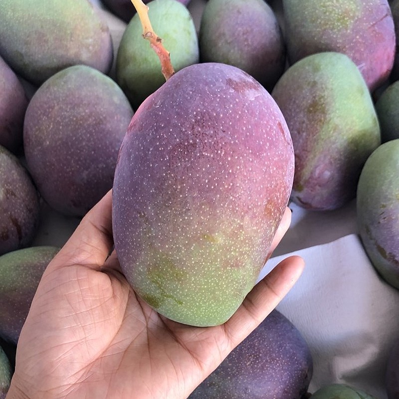 Panzhihua Kate mango Fresh 10kg Sichuan green mango whole box of ...