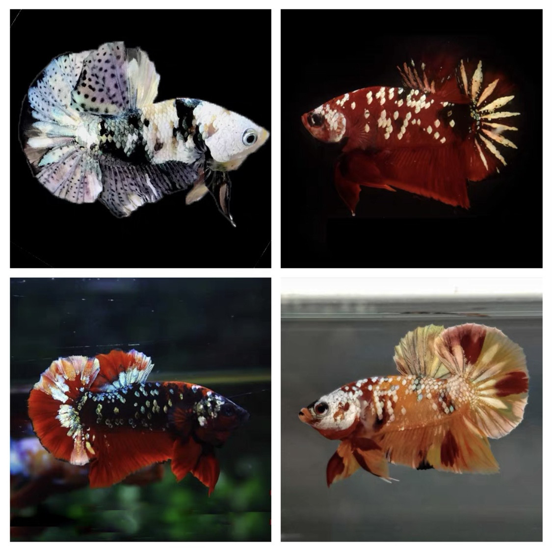 斗鱼平台是干什么的？揭秘直播界的“顶流”🤩-斗鱼平台-淘宝百科网