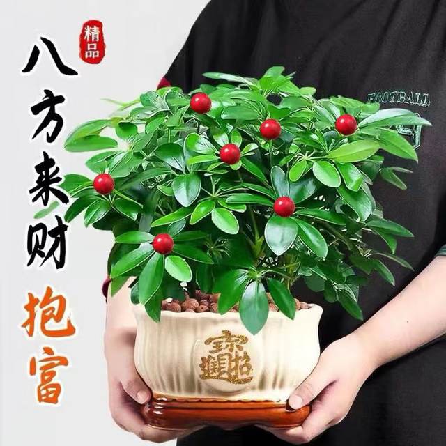 Bafang Laicai duck foot potted plant is good for nourishing plants. The ...