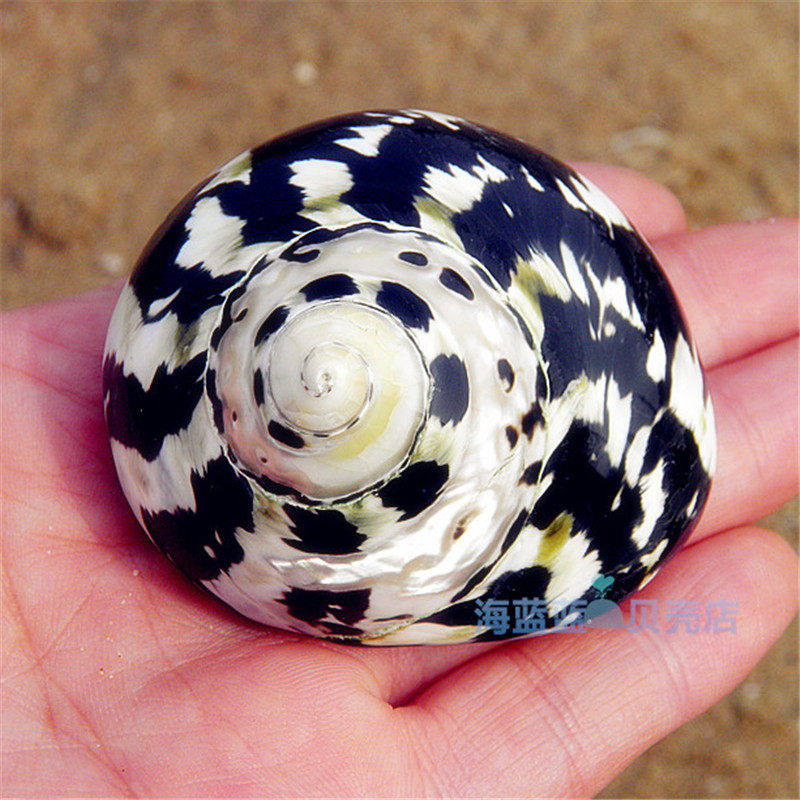 South African salamander snail black King Kong 6-7CM natural shell ...