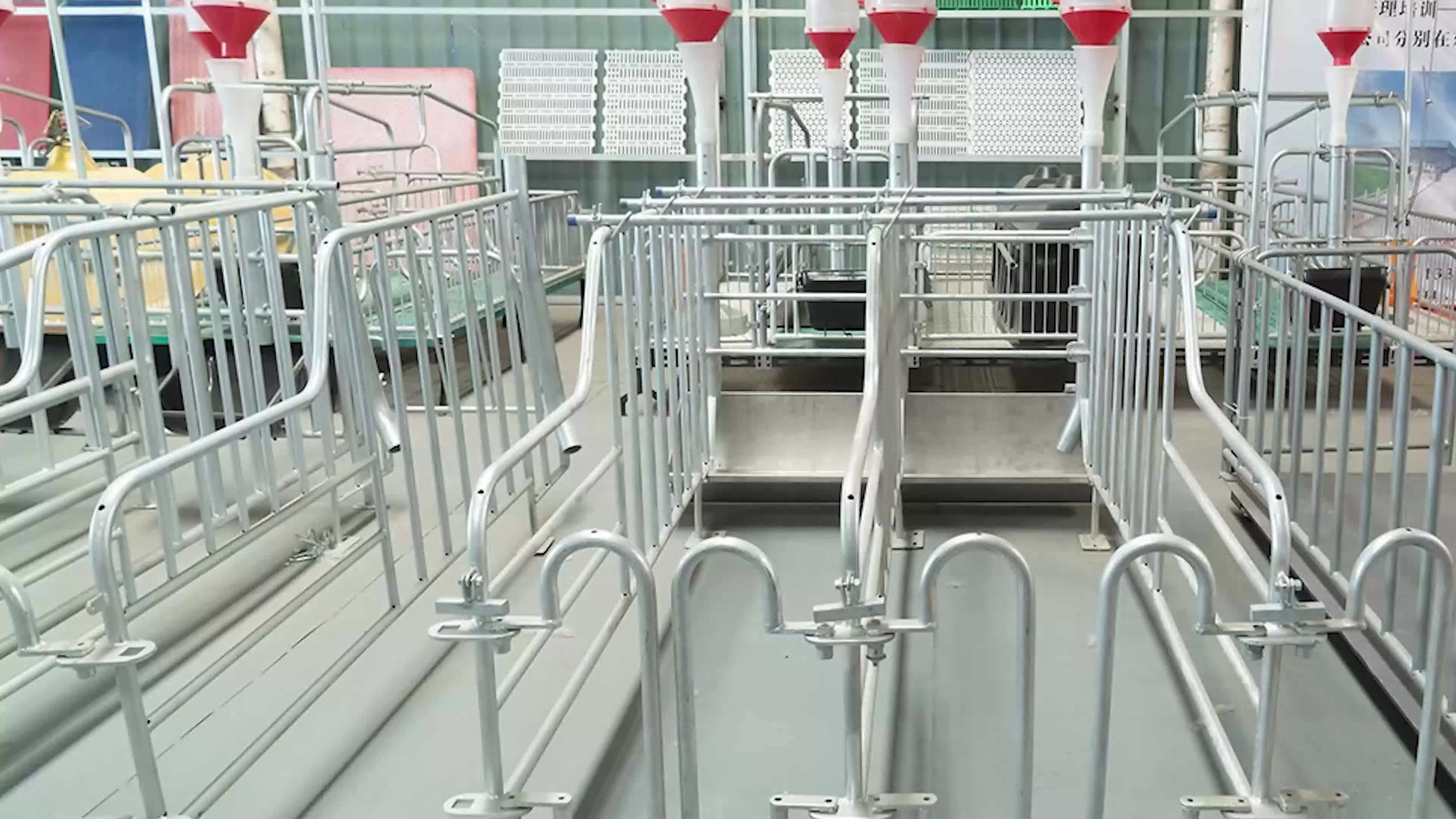 Pig Farm Sow Gestation Pens For Sale - Buy Pig Equipment,Sow Gestation ...