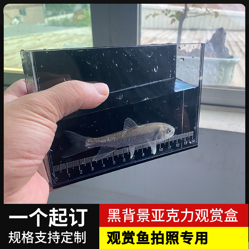 Black background observation box acrylic photo tank: the ultimate tool ...