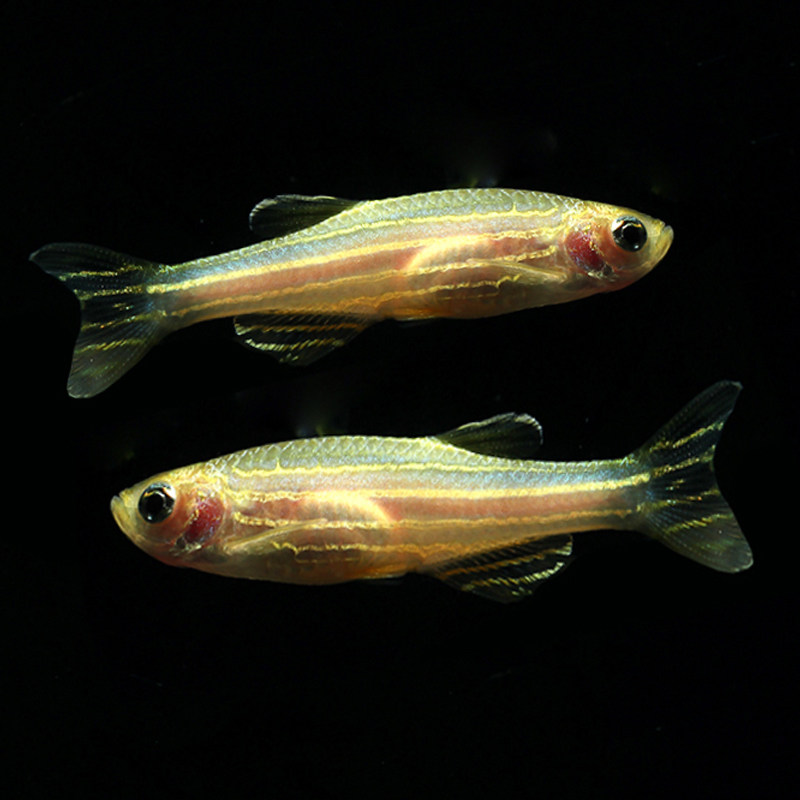 [USD 5.64] Zebrafish zebrafish living body Colorful red zebrafish blue ...