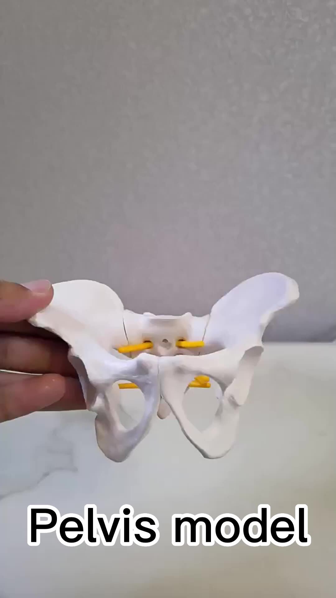 Life Size Female Pelvis Model Anatomical Skeletal Hip Bone Skeleton ...