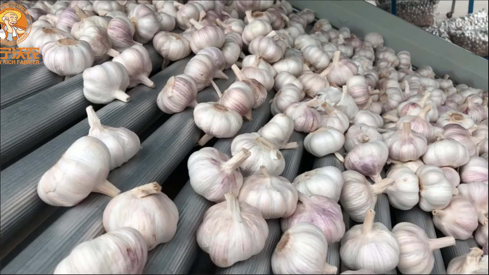 Export Price Red Fresh Garlic For Sale - Buy Fresh Galic For Sale,Red ...