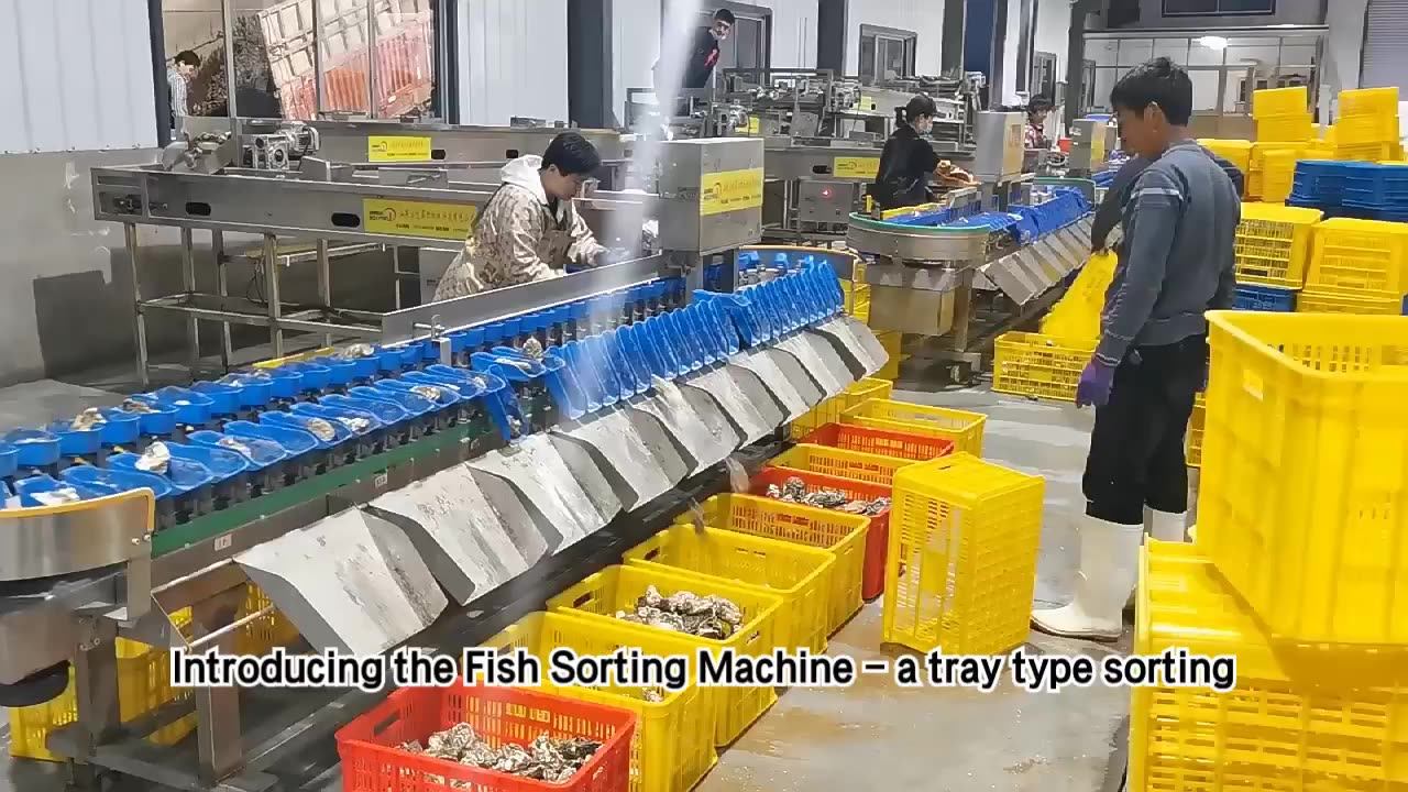 Oyster Scallop Sorting Machine Seafood Fish Weight Sorting Machine ...