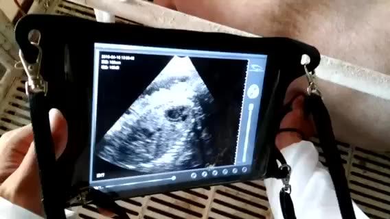 Sheep Wireless Veterinary Ultrasound Scanner Portable Pregnancy Sonar ...