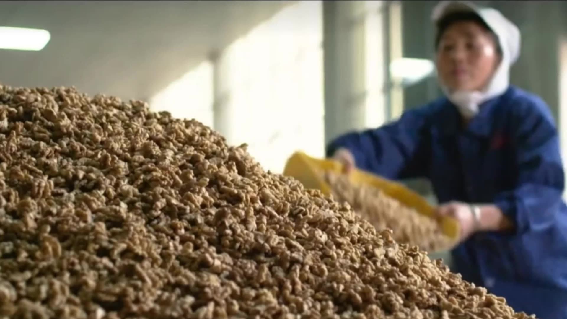 Wholesale Natural Organic First Grade White Walnuts In Shell Bulk Raw ...