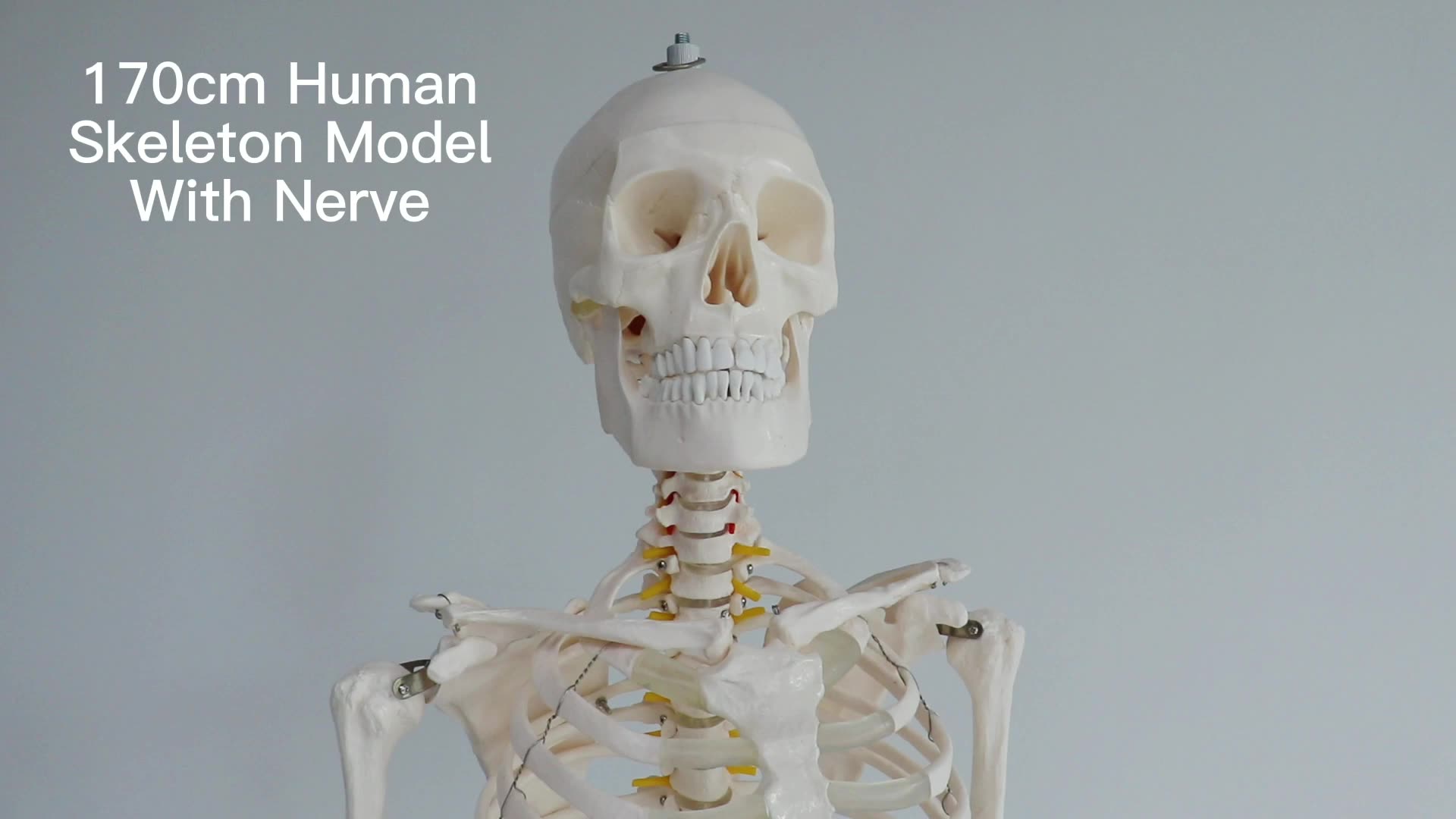 Life-size Human Skeleton Model Model Of Human Skeleton With Nerves ...