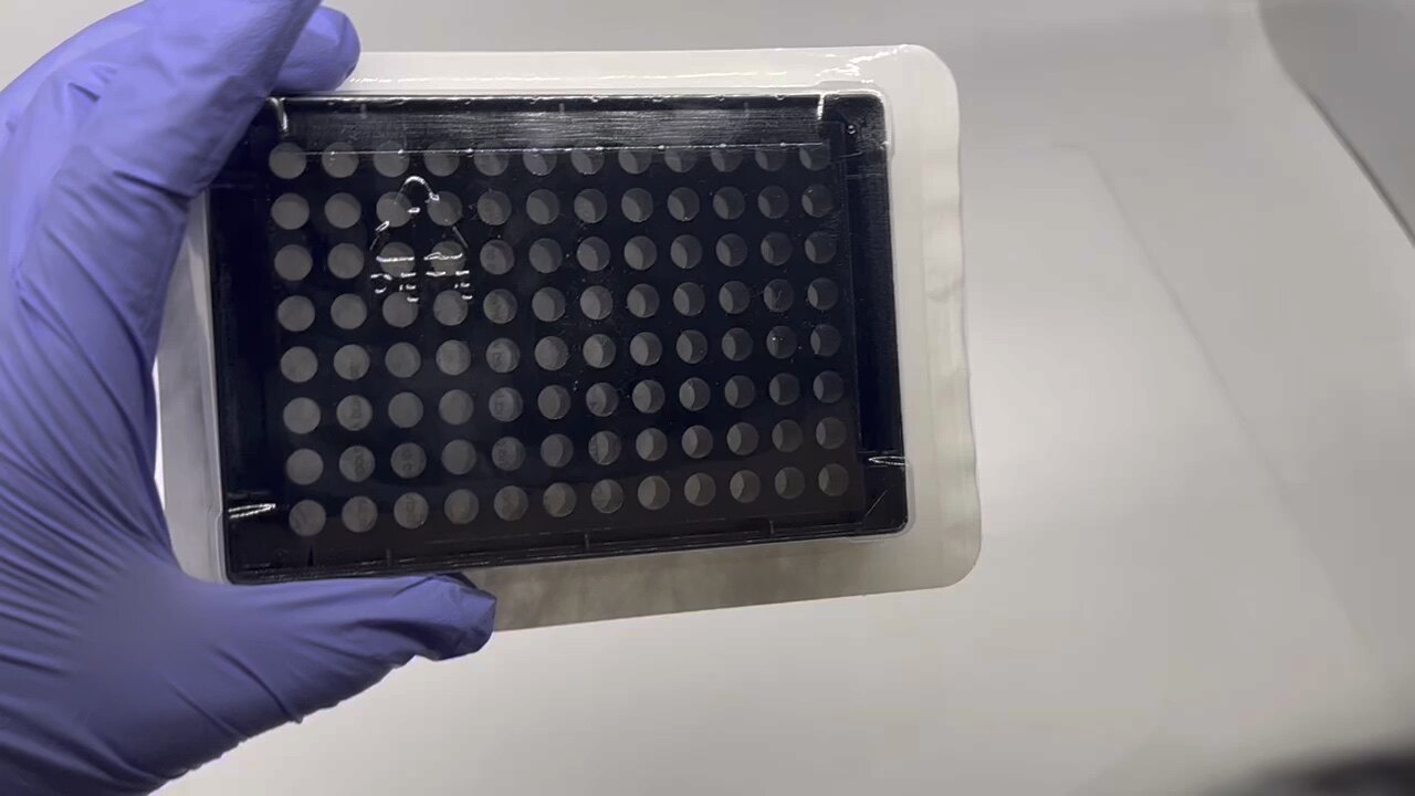 Ckslab 96-well Flat Clear Bottom Black Polystyrene Tc-treated ...