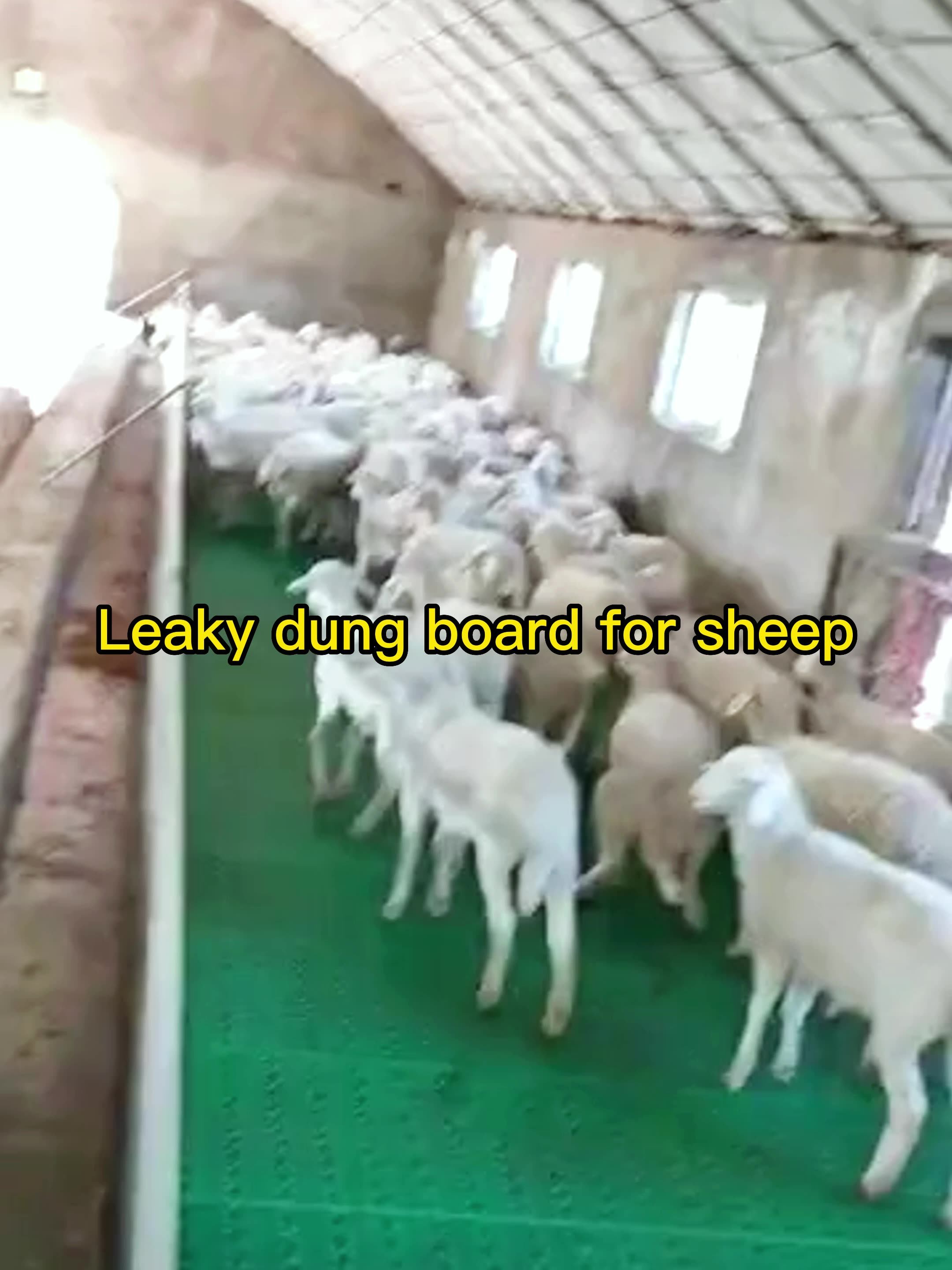 Goat Plastic Slats 50*100 Plastic Goat House Floor Sheep Floor Slat ...
