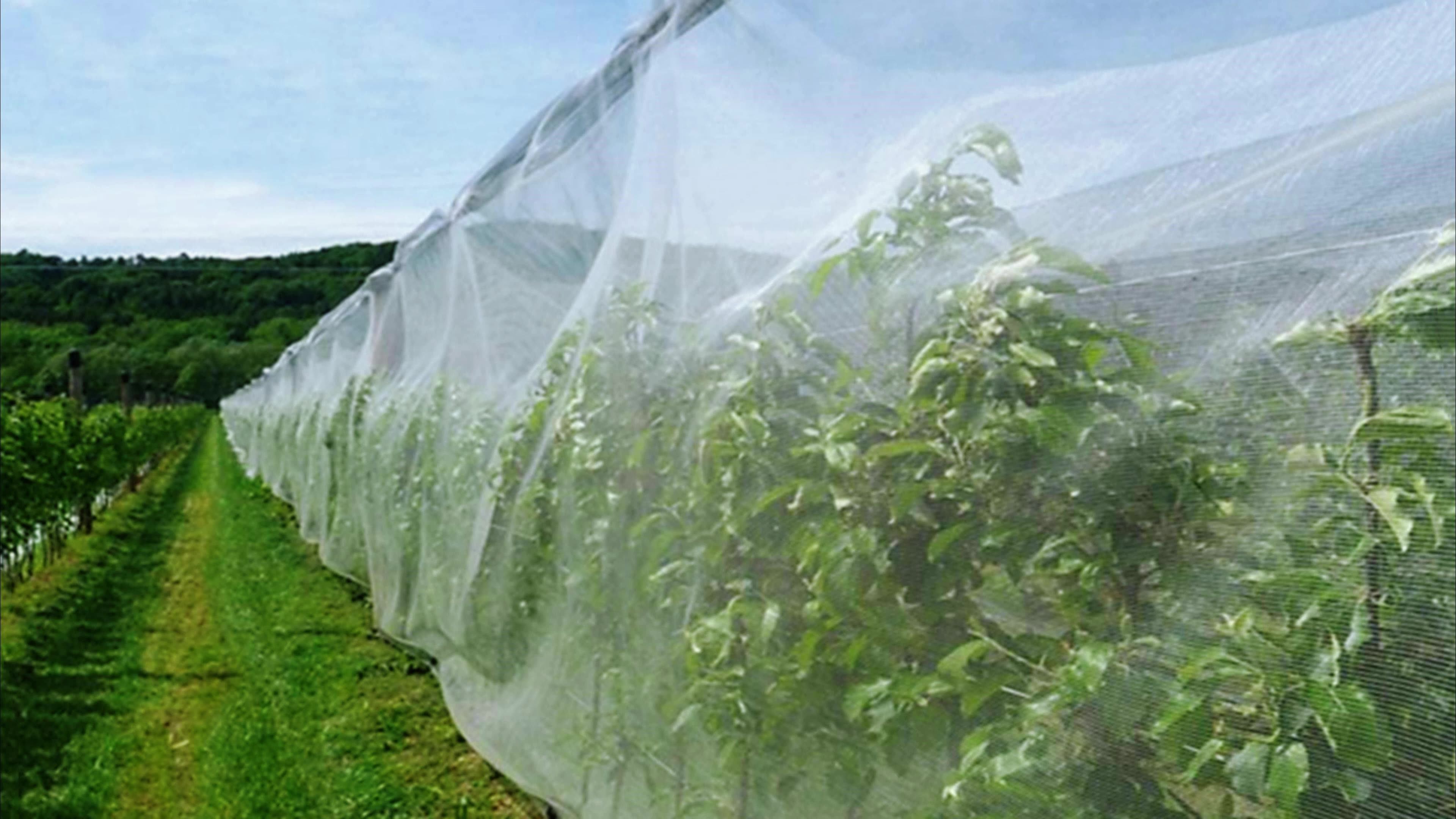 Agriculture Insect Net Greenhouse Hdpe Insect Netting For Farms ...