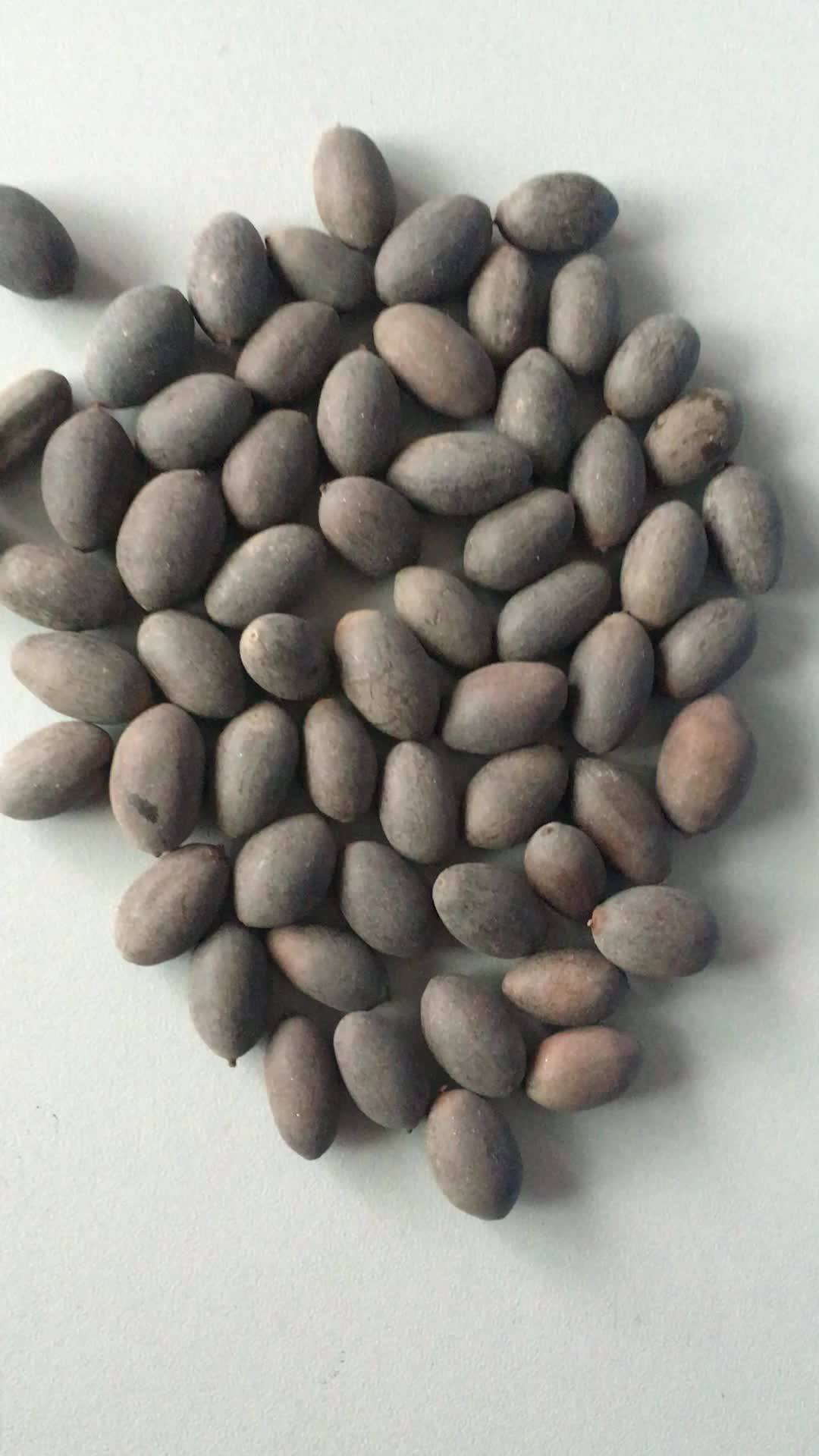 Blue Lotus Seeds Nelumbo Nucifera Blue Seeds For Growing - Buy Blue ...