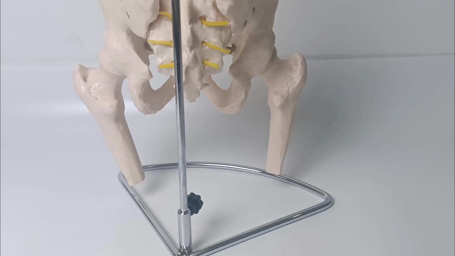 Medical Biological Anatomy Teaching Vertebral Artery Spine Models Life ...