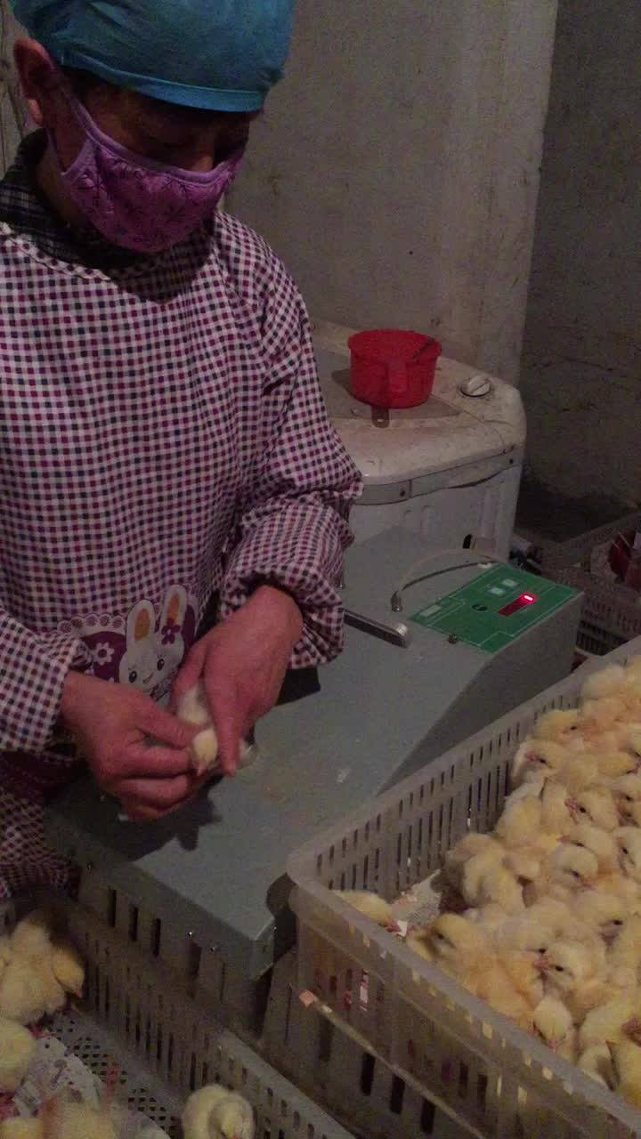 Automatic Vaccinator For Poultry For Days Old Poultry - Buy Vaccine For ...