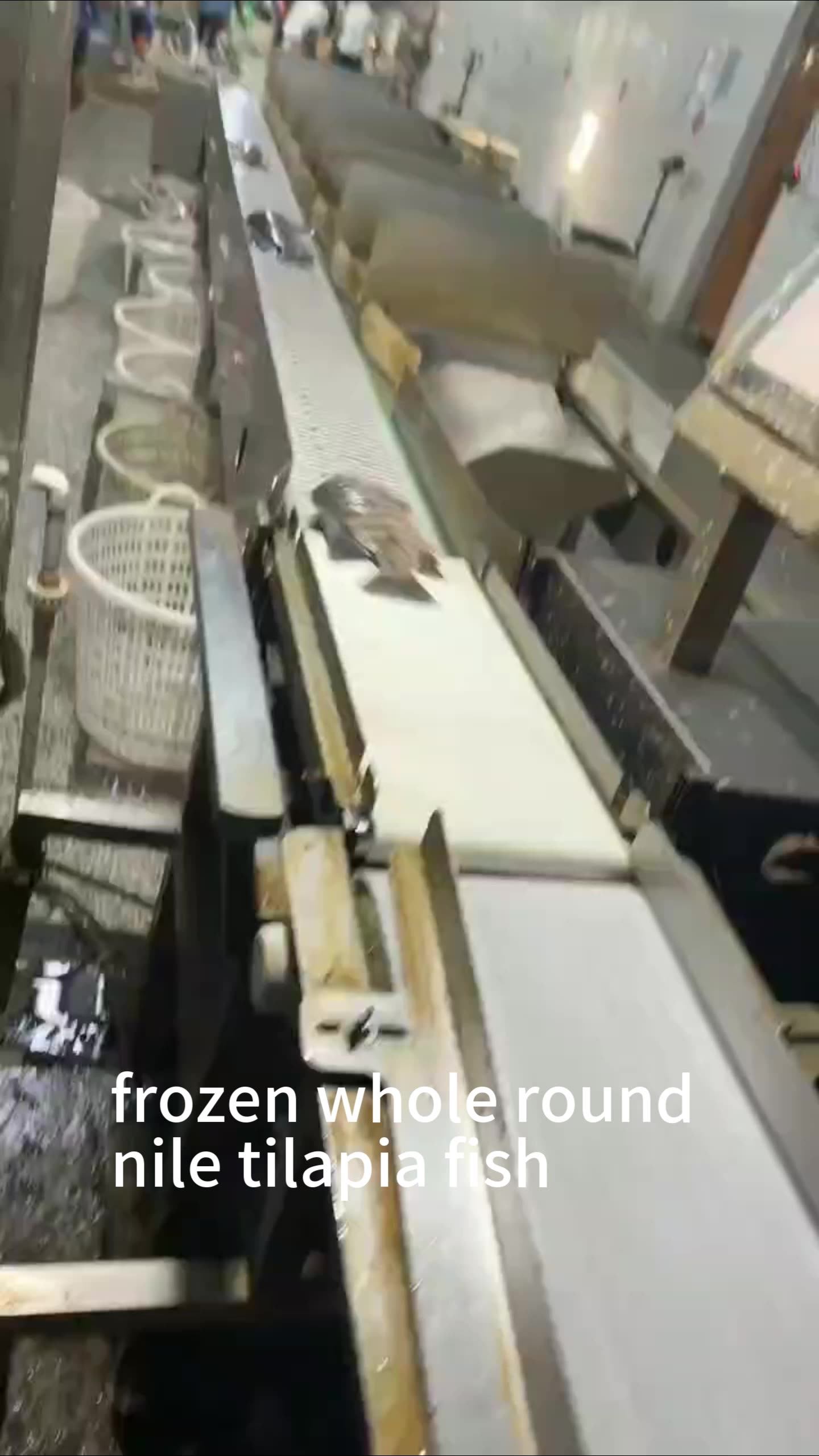 Sd Frozen Seafood Factory Price Tilapia Fish Bulk Packing New Season ...