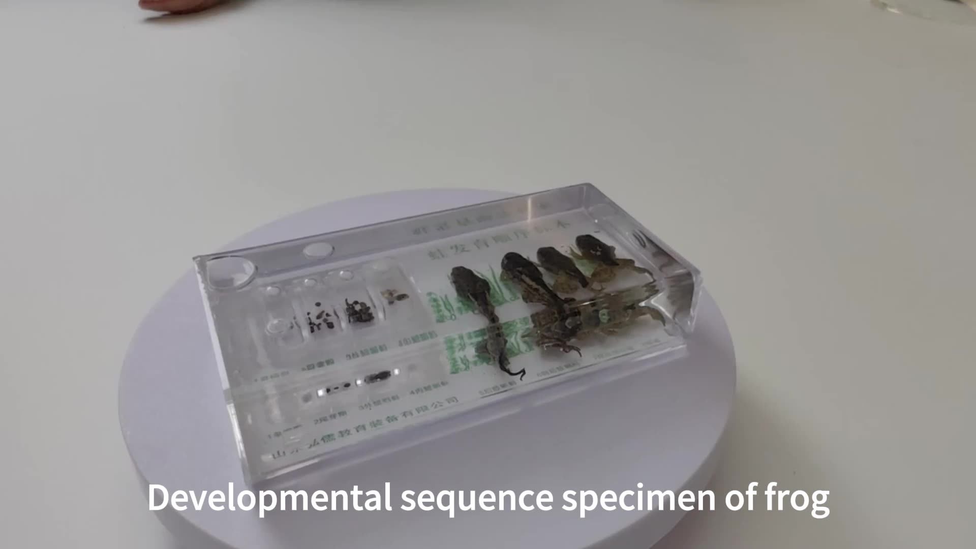 School Science Experiment Material Specimen Frog Growth And Development ...