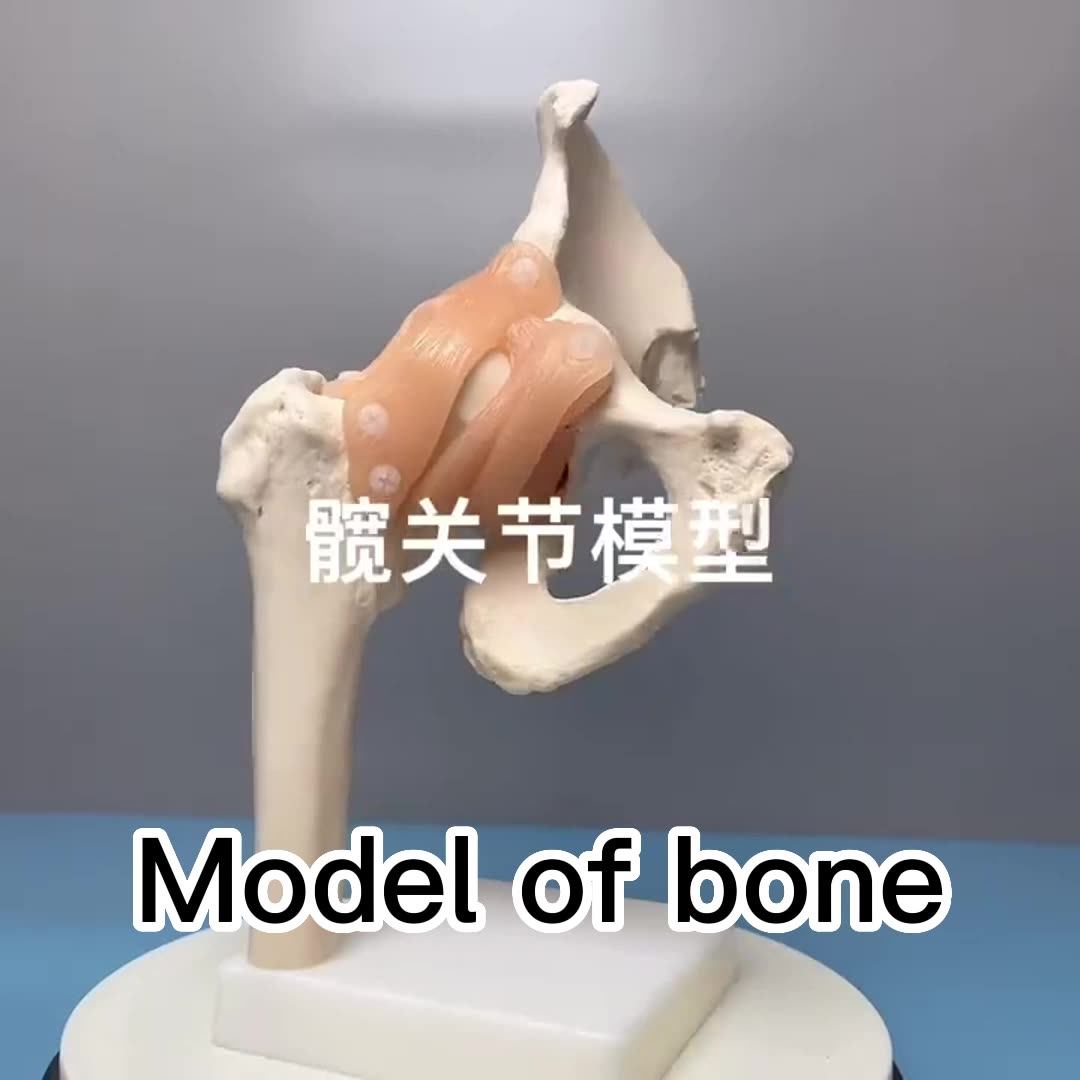 Medical Anatomy Human Skeleton Model Joint Model Of Various Ligaments ...