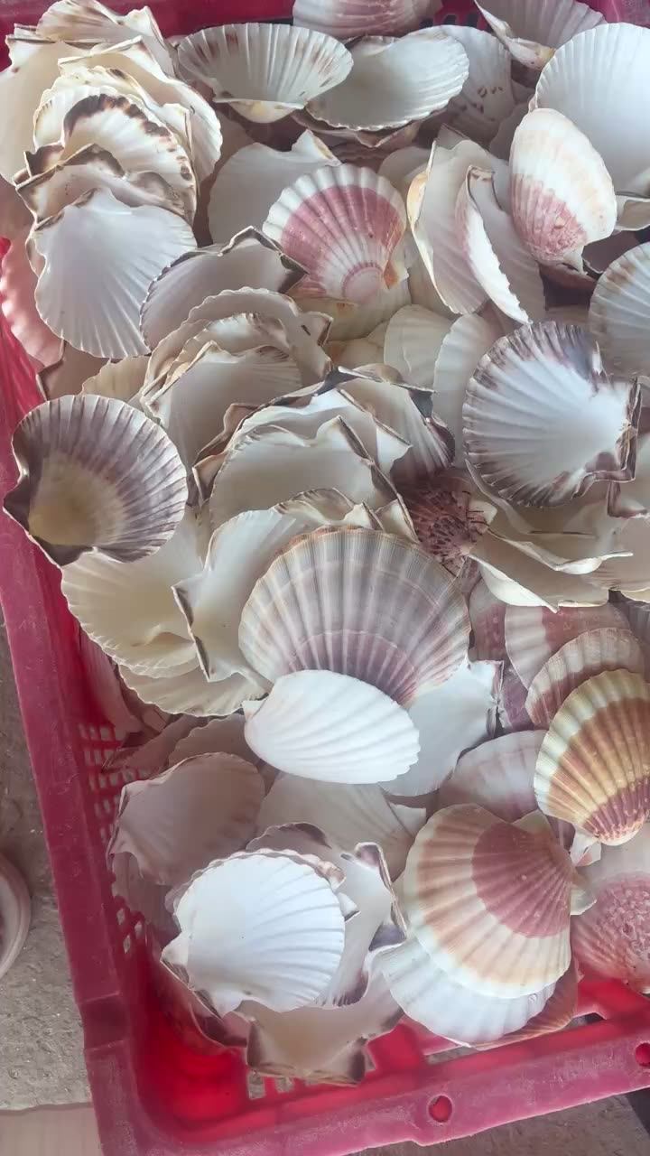 Seashells,Sea Snail Shells,Hermit Crab Shells Are Used For Jewelry ...