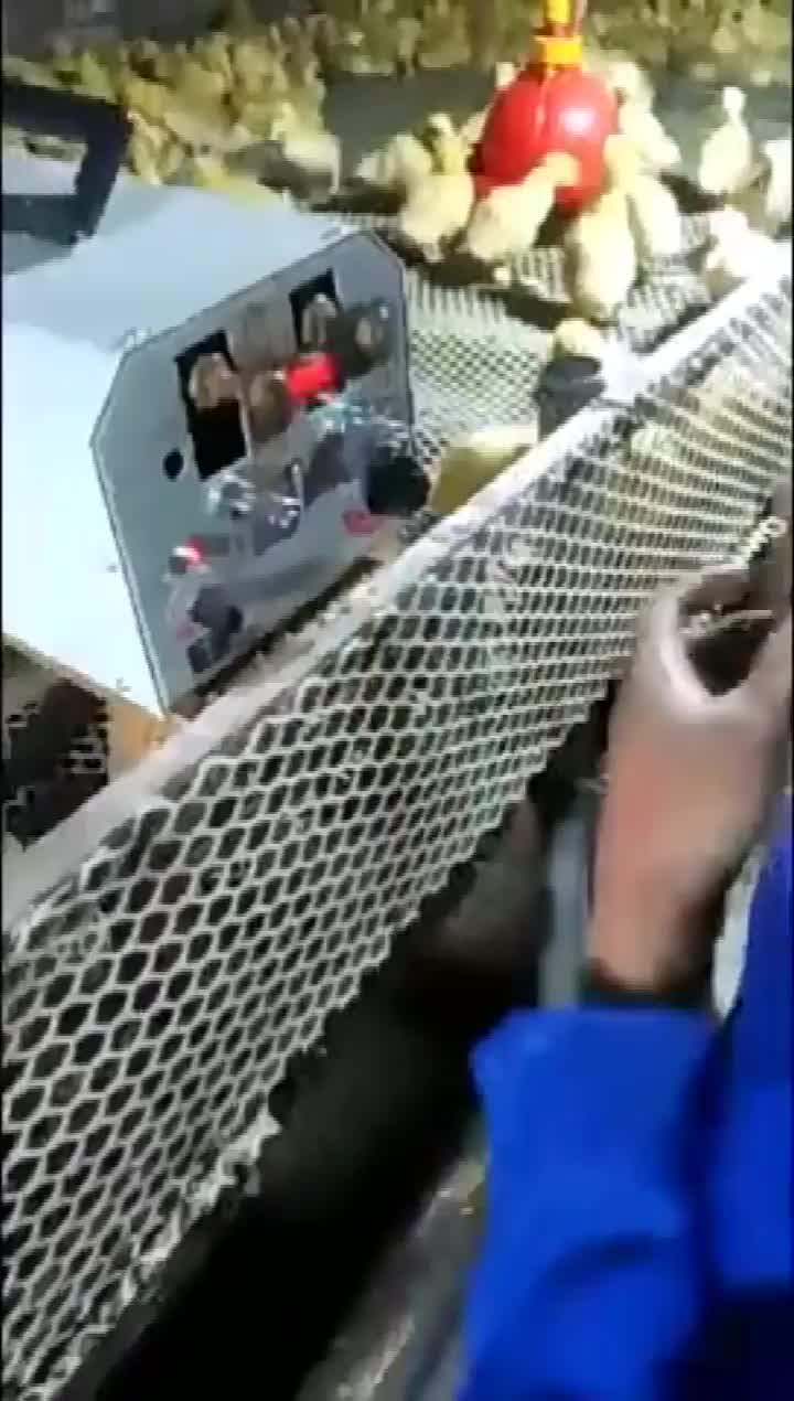 Chicken Beak Cutting Machine Orthodontic Chick Duck Beak Machines ...