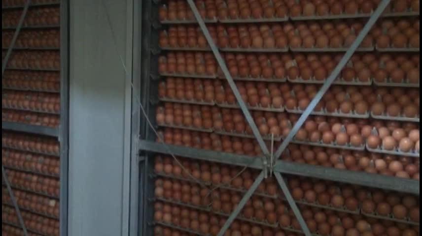 Single Stage Chicken Egg Incubator - Buy Chicken Egg Incubator ...