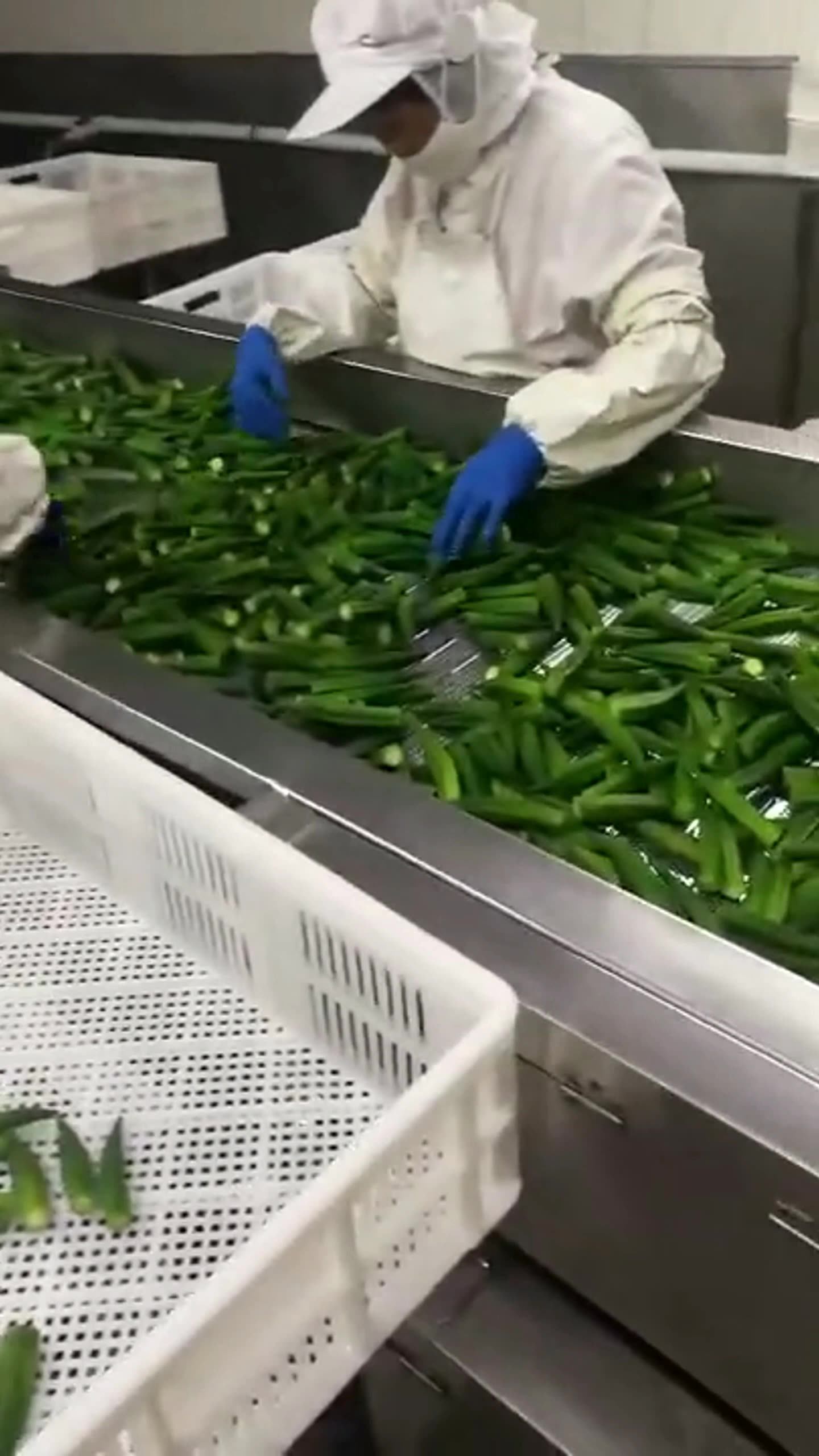 Iqf Okra Whole Frozen Okra Cut And Frozen Vegetables Year Shandong Cube ...