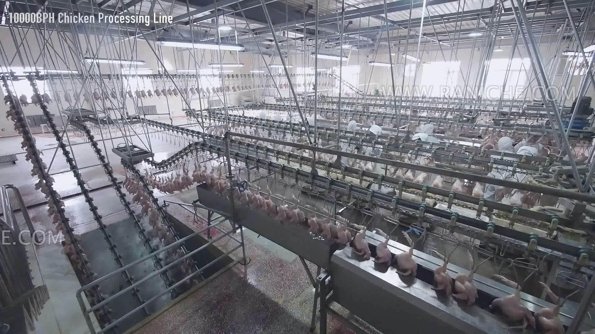 1000/2000/3000bph Poultry Slaughtering Machine Processing Machinery ...