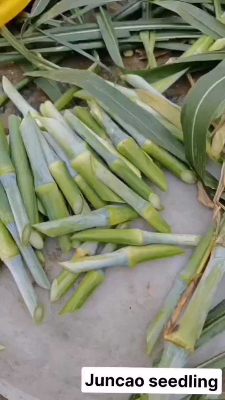 Alfalfa Chaff Cutter Juncao Seedlings Livestock Grass Seeds For Raising ...