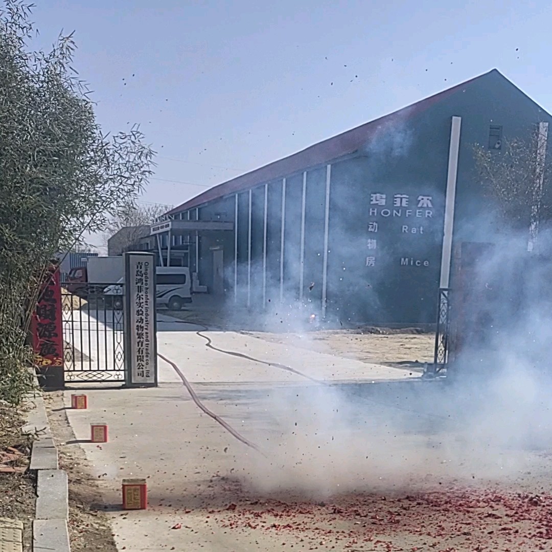 Pinky Mice For Pet Snakes,Lizards,Frogs,Turtles,Crocodiles,Foxes,Hawks ...