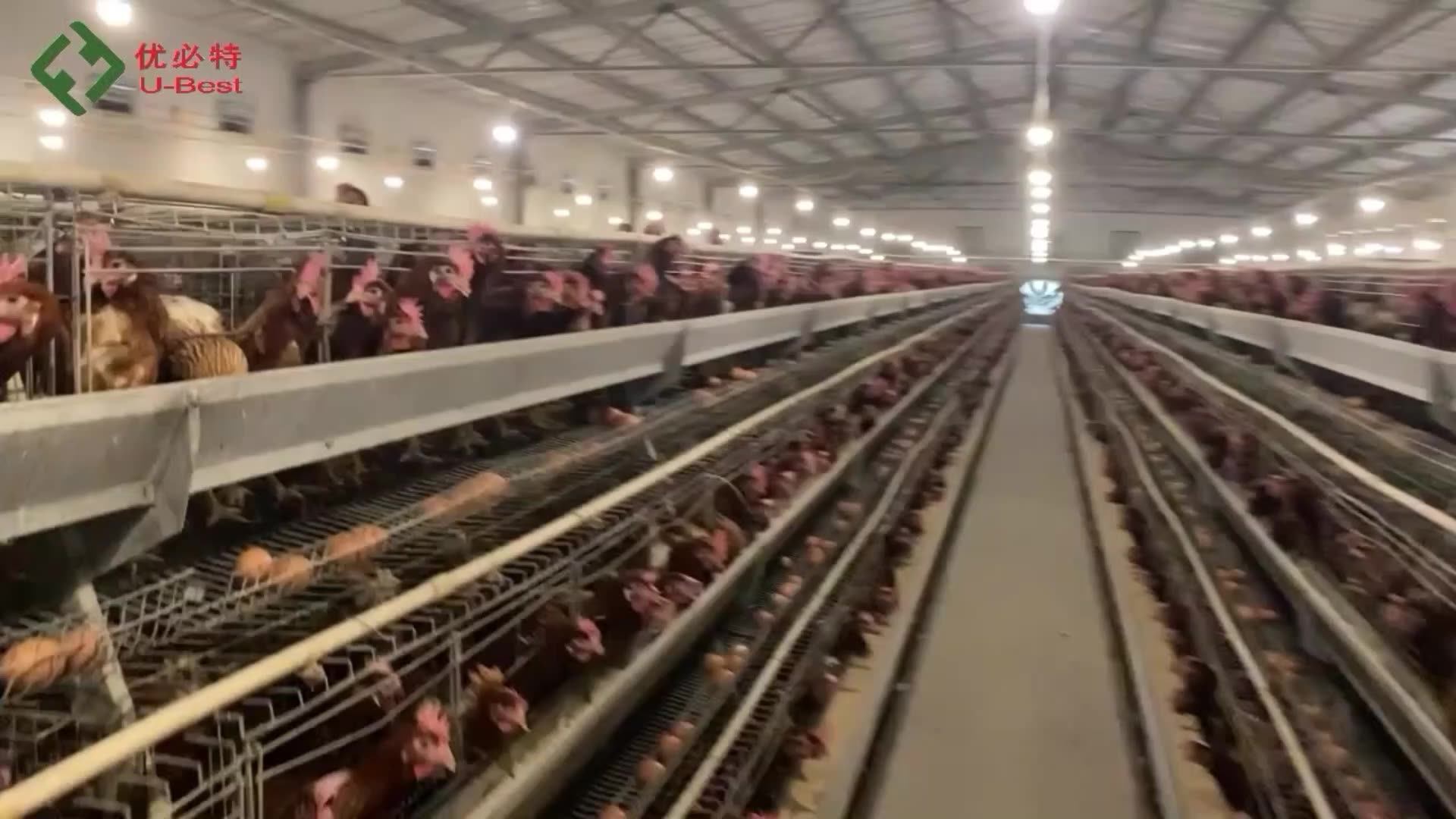 Chicken Cages Poultry Cage Egg Laying Hen Cages For Chicken Farm - Buy ...