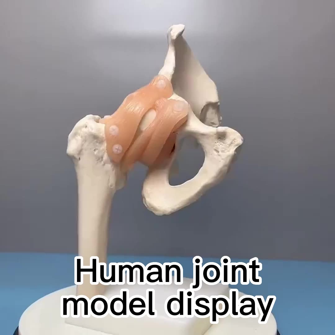Life Size Human Knee Joint Model Plastic Knee Joint Model Anatomical Pvc Training For
