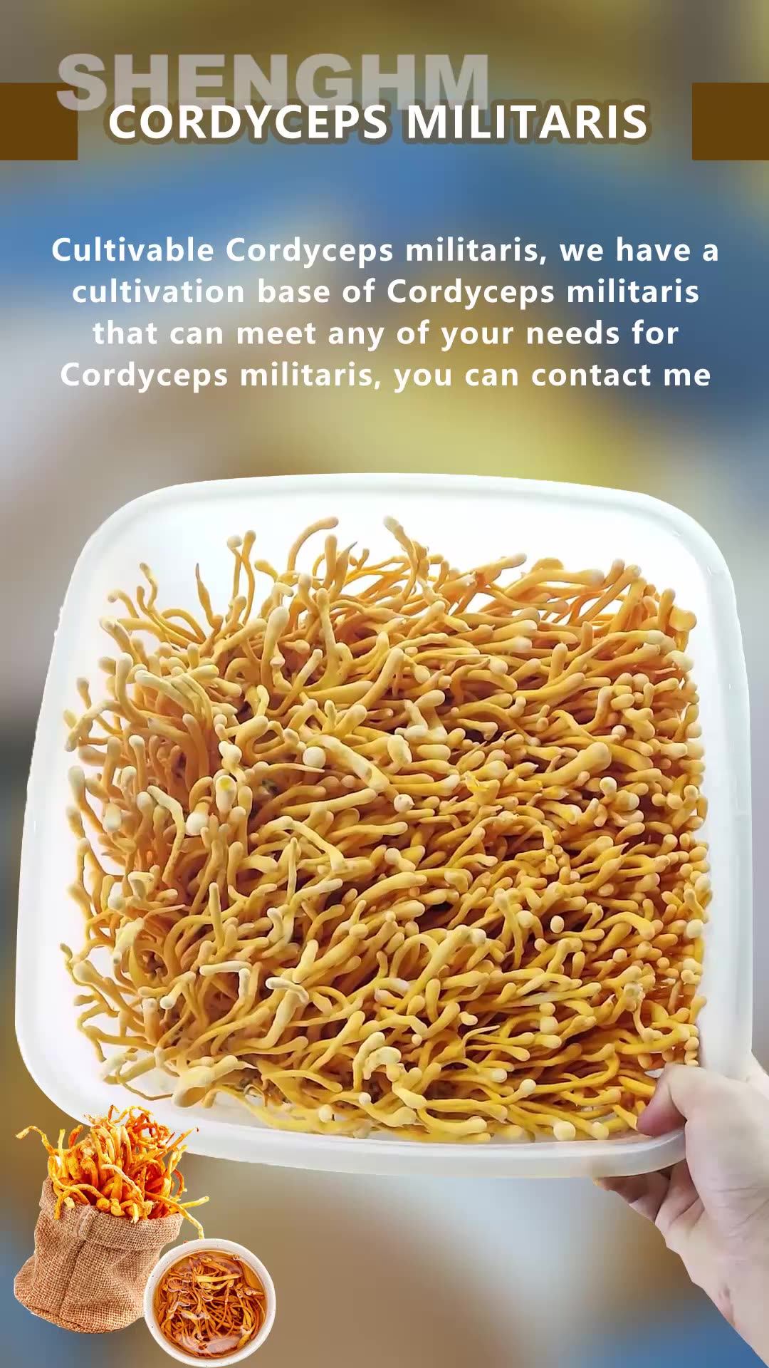 Cordyceps Flower Natural Cultivation Organic Edible Mushroom Healthy ...