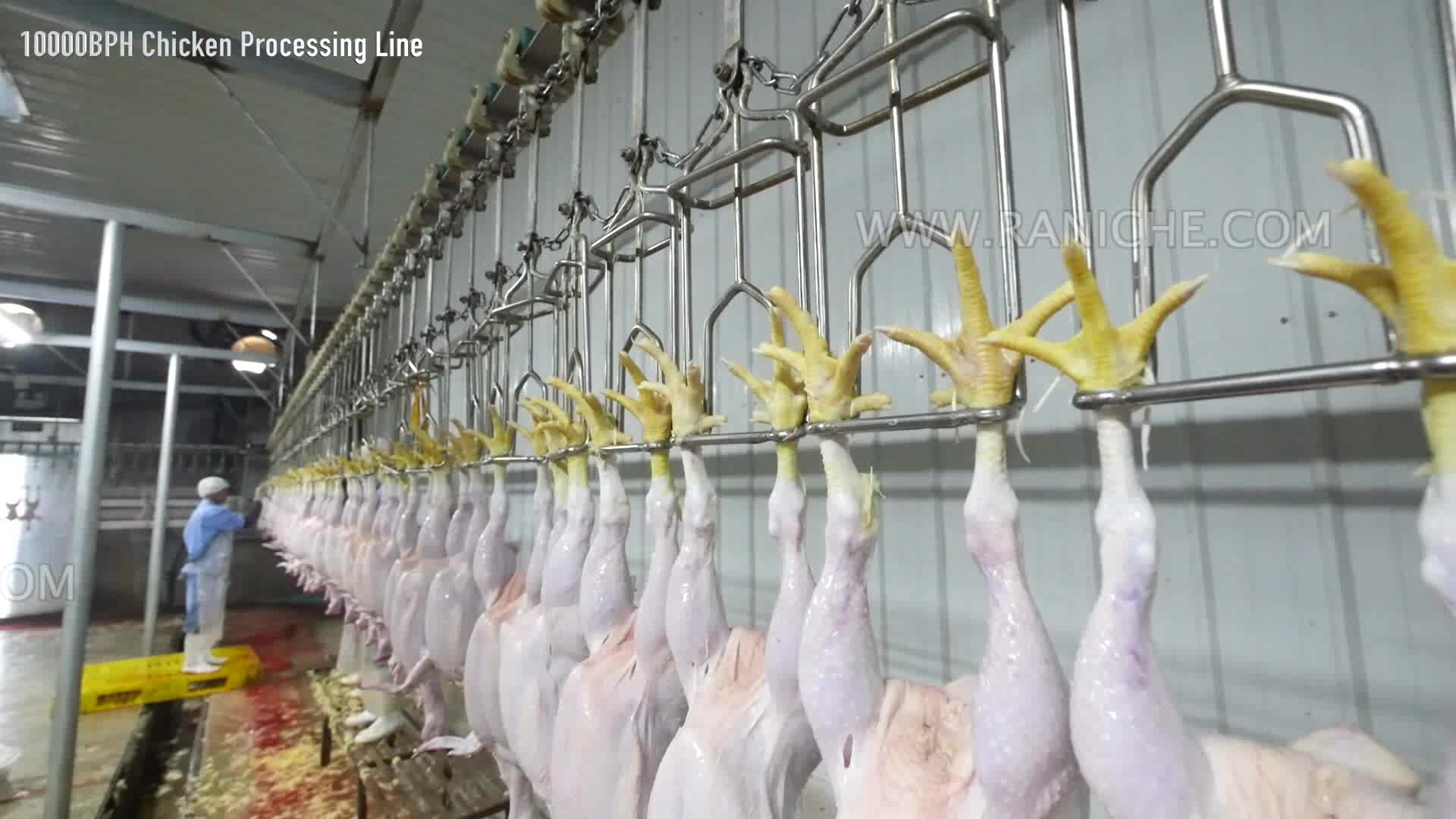 Qingdao Raniche Poultry Processing Steps Evisceration Process Price Of ...