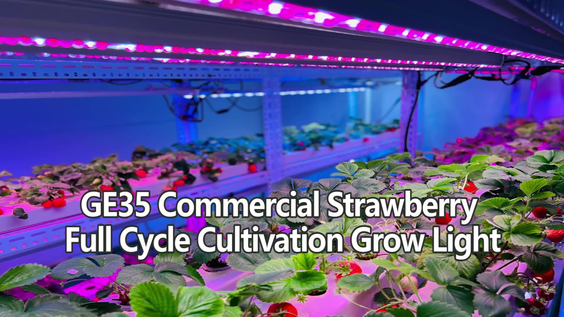 Horti Guru Grow Lights Vertical Hydroponic Grow Lights Farming Strawberry Led Grow Light Plants ...
