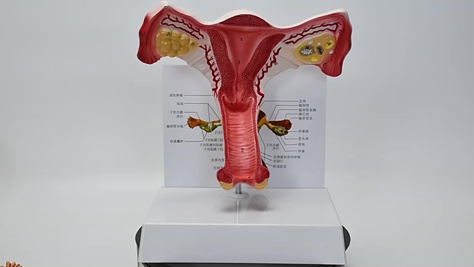 Anatomical Model Of Human Uterus For Medical Education Service Teaching Anatomical Model Of ...