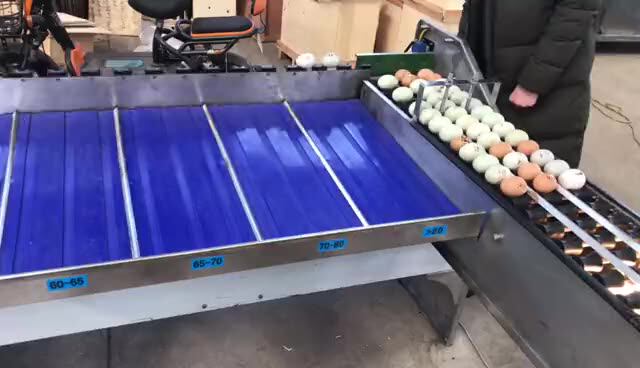 Small Scale Automatic Chicken Egg Sorter Weight Size Classify Grader ...