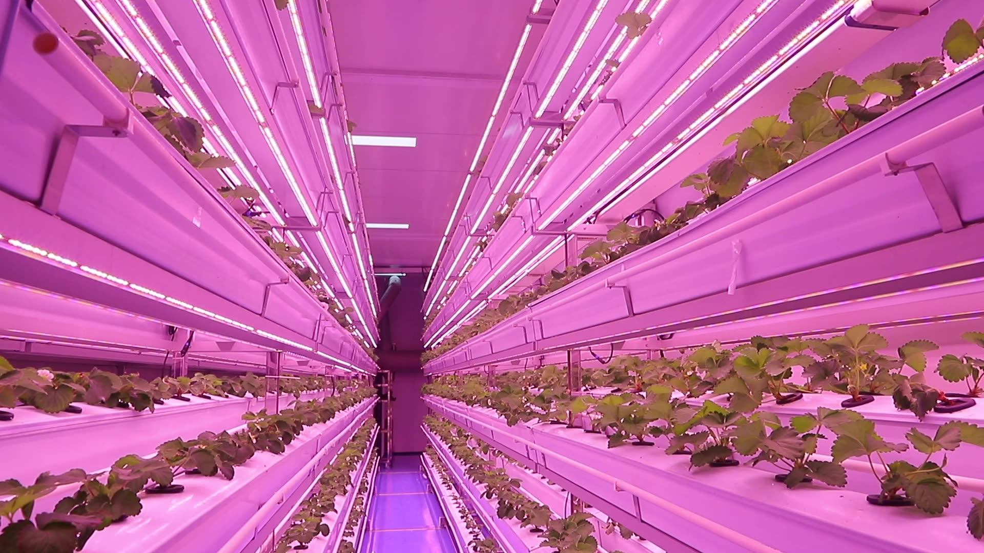 Vertical Farming Grow Rack System Container Style Aeroponic ...