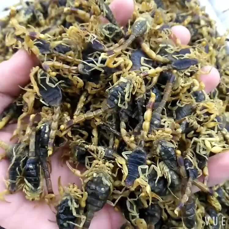 1kg Wholesale Natural China Pure Dried Scorpions Whole Dry Scorpion For ...
