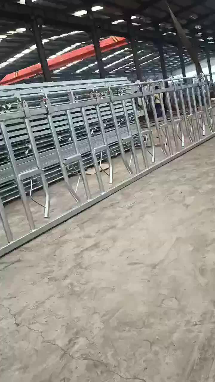 Cattle Headlock Used Cow Headlocks For Cattle Galvanized Cattle ...