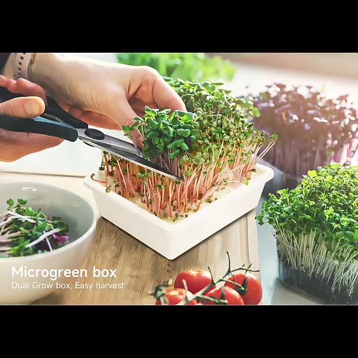 Micro Green Vegetable Planting Tray Bamboo Germination Microgreens ...