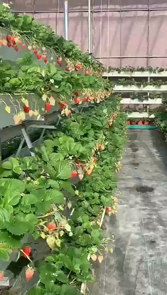 Growing Racks Hydroponics A Frame Vertical Growing Racks Hydroponic ...