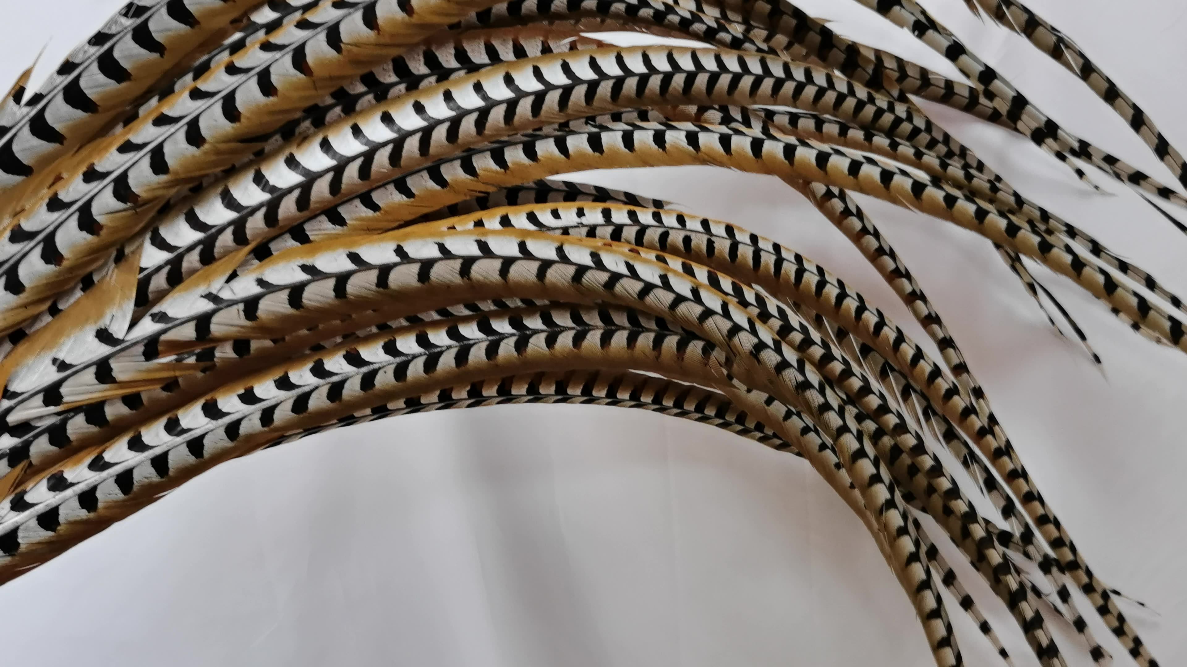 15-190 Cm Long Pheasant Feather Tails Factory Dyed Bleached Cheap ...